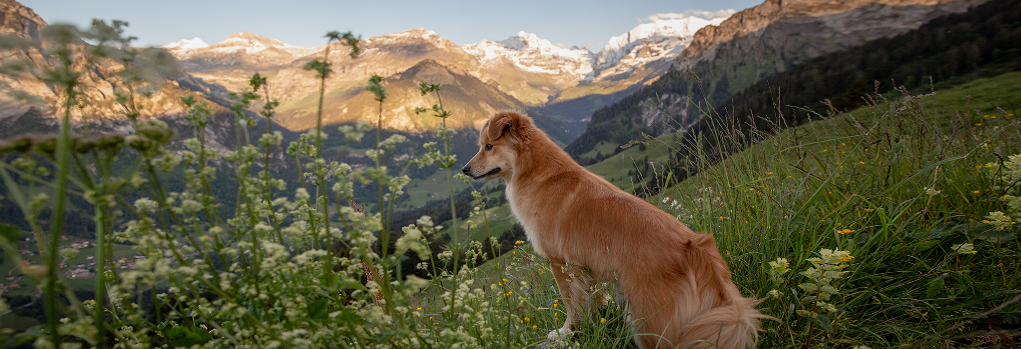 Urlaub mit Hund in den Alpen in der Schweiz - Frosch Ferienhäuser